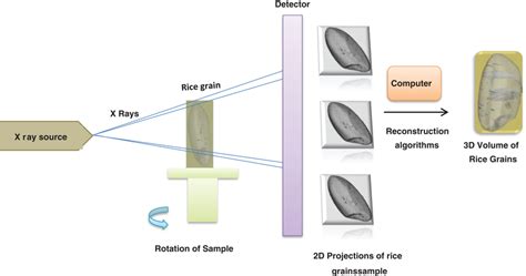 Schematic Illustration Of X‐ray Micro Ct Analysis Of S Oryzae‐infested Download Scientific