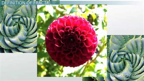 Fractals In Math Definition And Examples Lesson