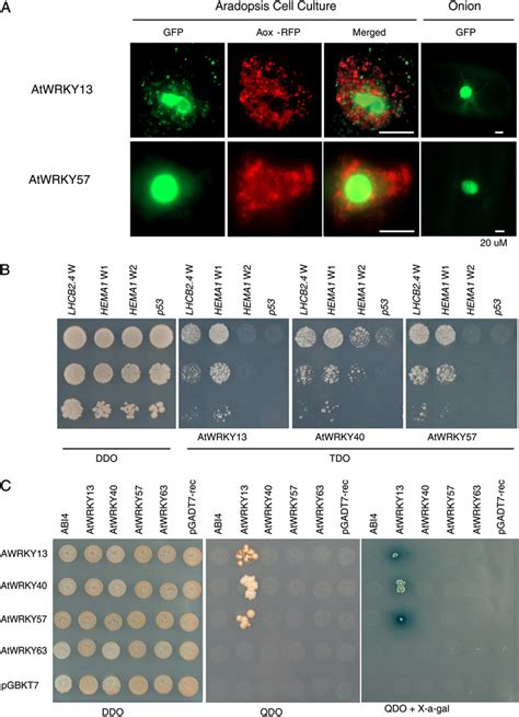 Subcellular Localization And Yeast One Two Hybrid Assays For Wrky Download Scientific Diagram