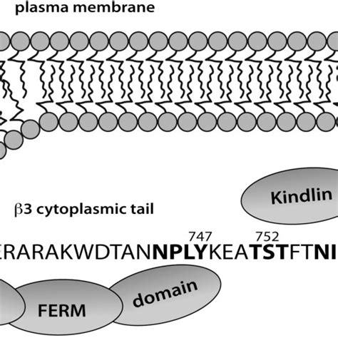 Talin And Kindlin Are Coactivators Of αllbβ3 In Platelets The Download Scientific Diagram