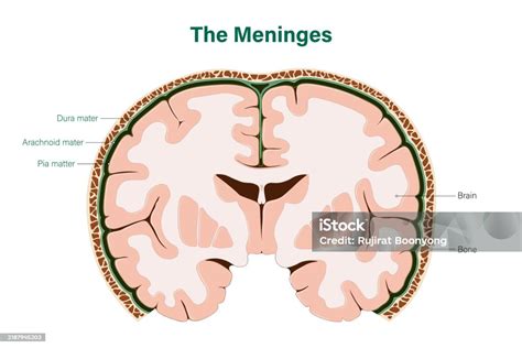 The Meninges Vector Dura Mater Arachnoid Mater And Pia Matter Human Brain Anatomy Cerebrum And