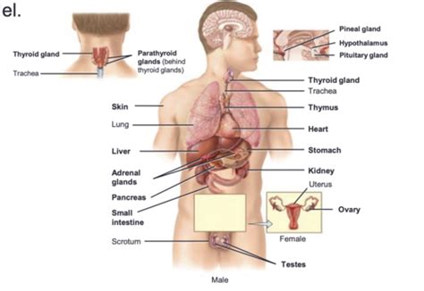 aandp exercise 25 endocrine structure and function flashcards quizlet