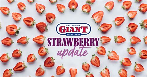 Alan Ediger Of California Giant Berry Farms Comments On Current Strawberry Market Andnowuknow