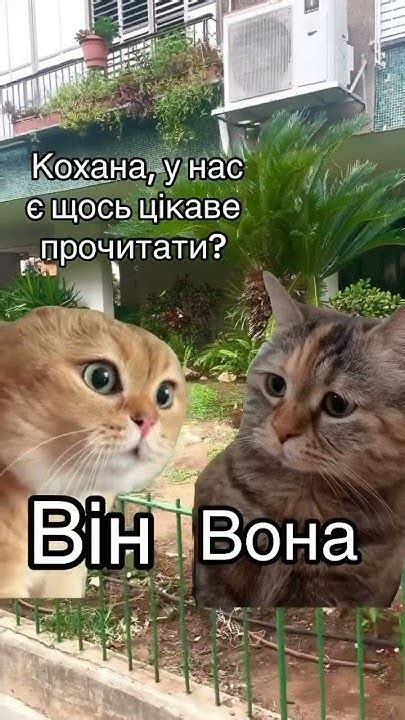 гуморукраїнською Cat кот котики котик Youtube