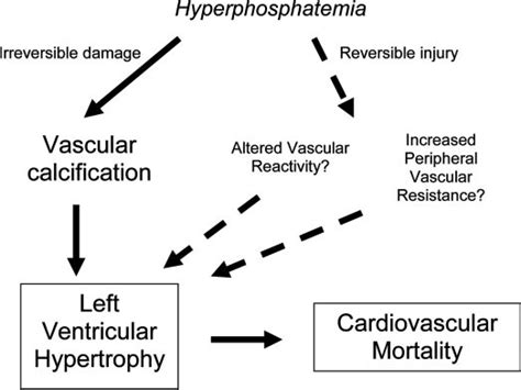 Proposed Model For The Deleterious Effects Of Hyperphosphatemia On