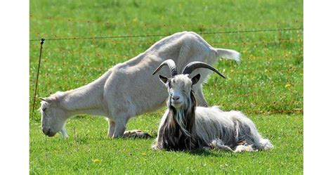 Какви кози е по добре да оставите за разплод Български Фермер