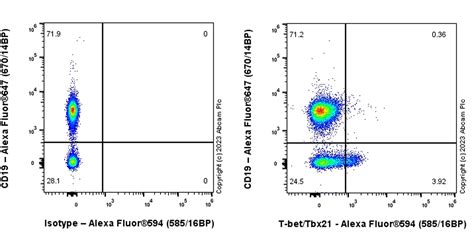 Alexa Fluor® 594 Anti T Bet Tbx21 抗体 Epr27094 16 Ab315425