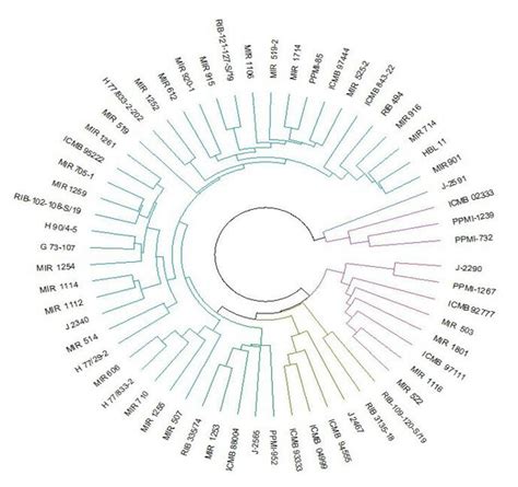 Dendrogram Depicting Clustering Pattern Of 60 Parental Lines Analysed