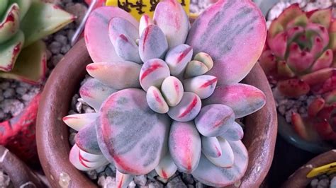 생장등밑에서 제이드스타가 너무 이뻐지네요 사이즈도 어마하게 컸어요 방울복랑도 물이 더 들었어요 ~~~~~~💕 Youtube