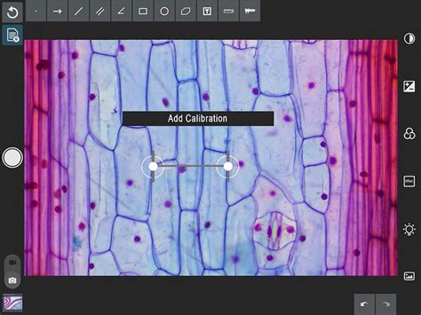how can i identify the size of the annotation area in mm² qupath image analysis image sc forum