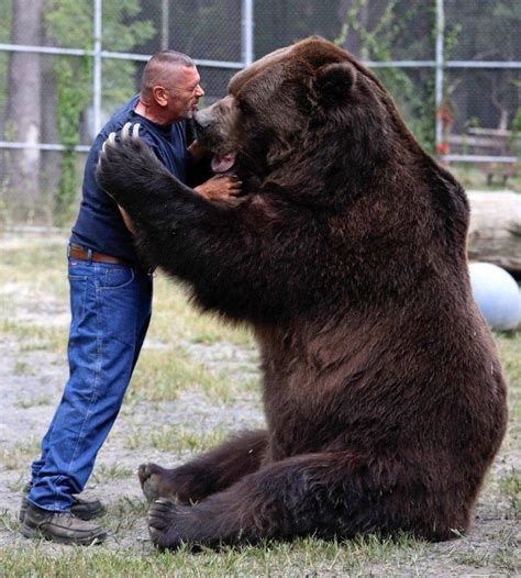 Kodiak Bear Vs Grizzly