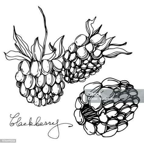 벡터 블랙 베리 건강 식품 흑백 잉크 아트가 새겨져 있습니다 절연 베리 일러스트 요소입니다 개념에 대한 스톡 벡터 아트 및 기타 이미지 Istock