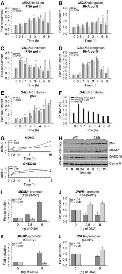 kinetics of rna pol ii occupancy at the promoter and distal exon of