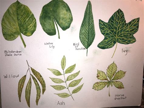 Leaf Diagram