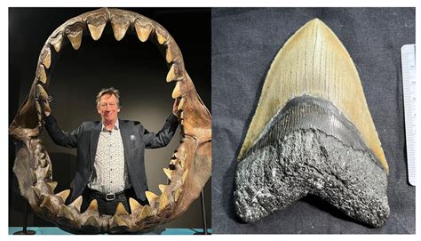 Friday Essay Giant Shark Megalodon Was The Most Powerful Superpredator Ever Why Did It Go Extinct