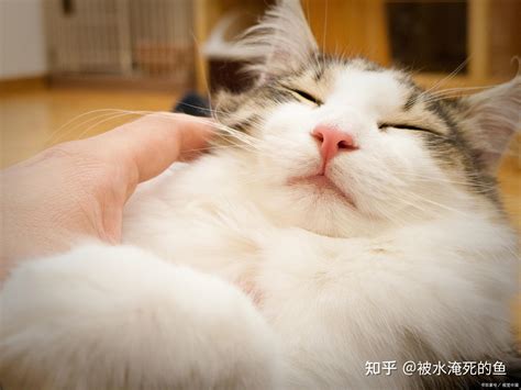 怎么才能让你的猫主子变成温柔粘人性格温顺的贴贴怪 知乎
