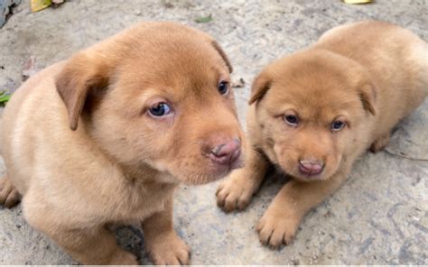 在赶集挑了一条性格温顺可爱的小土狗，虽然日子短但是身子很硬朗 冷风寻犬 冷风寻犬 哔哩哔哩视频