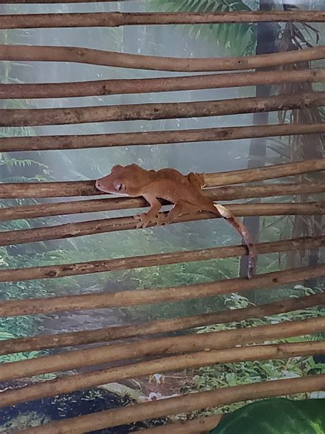 Dalamud Album On Imgur