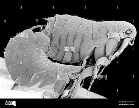 Bird Fleas Mating Scanning Electron Micrograph Of A Pair Of Bird Fleas Mating Fleas Are Small