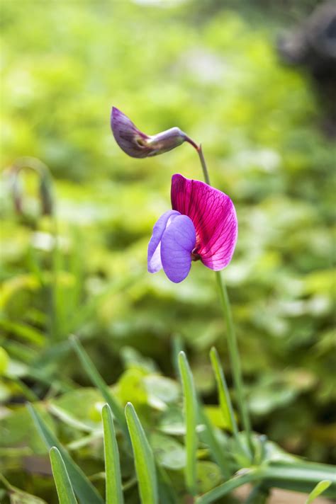 Free Images Leaf Flower Purple Petal Spring Flora Wildflower