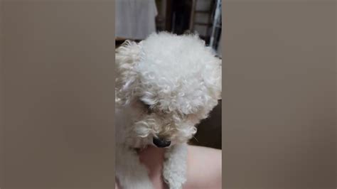 사람과 교감하는 강아지 구찌 1탄 사람과 교감 했을때 강아지 모습 따라해요 Youtube