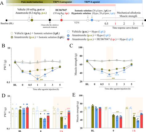 Trpv4 Agonist Hypotonic Solution Enhanced The Anastrozole Induced Download Scientific Diagram