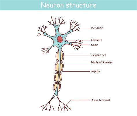 Anatomical Illustration Of A Neuron In Cartoon Style 41040860 Vector Art At Vecteezy