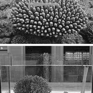 Habitat Patches In Which Habitat Specialist Reef Fish Species Reside Download Scientific