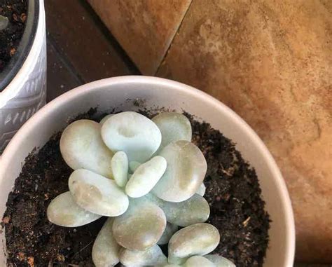 Pachyphytum Oviferum X Hookeri Humidity