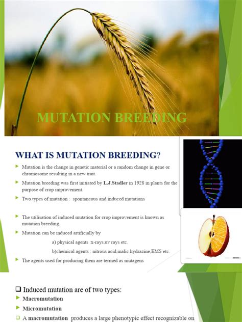 Mutation Breeding Pdf Ionizing Radiation Radiation