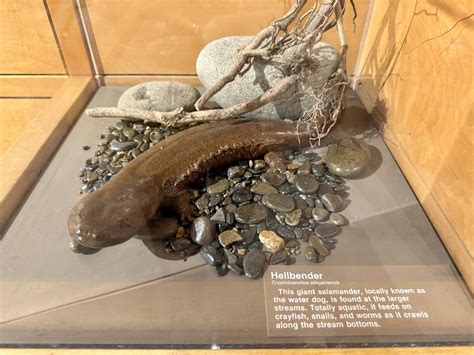 Exploring The Salamander Capital Of The World