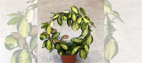 Хойя аустралис лиза купить в Таганроге | Товары для дома и дачи | Авито