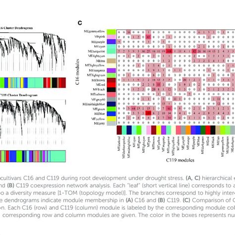 Module Eigengene Correlations Between Different Modules In Potato Download Scientific Diagram