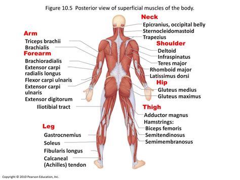 Ppt Figure 106 Lateral View Of Muscles Of The Scalp Face And Neck