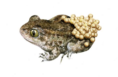 Premium Photo Common Midwife Toad