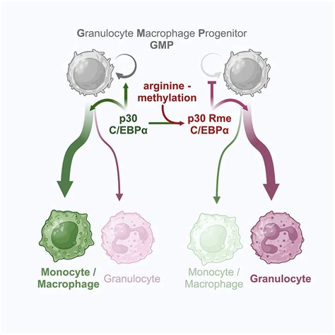 Arginine methylation of the p C EBPα oncoprotein regulates progenitor proliferation and