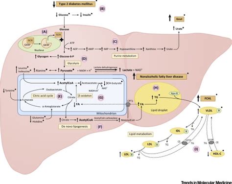 Glucokinase Alchetron The Free Social Encyclopedia