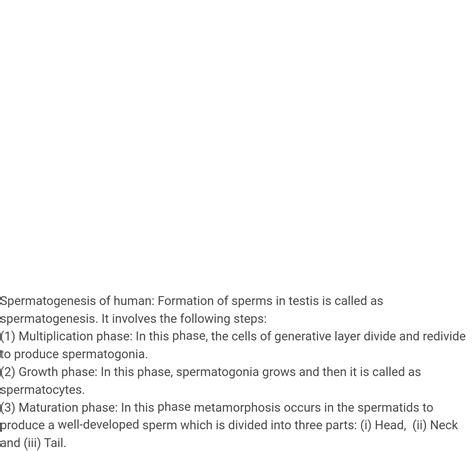 20 Explain Different Phases Of Spermatogenesis With Schematic Representation