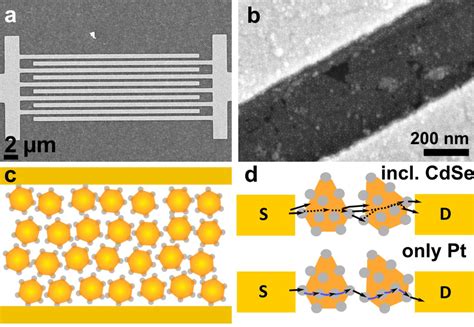 A B Sem Micrographs Of Interdigitated Array Electrodes With Pt Cdse