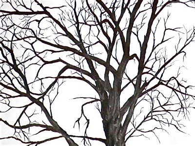 Tree Ink Drawing At GetDrawings Free Download