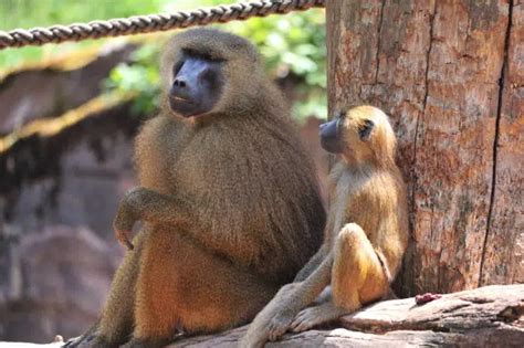 Yellow Baboon Papio Cynocephalus Facts And Behavior
