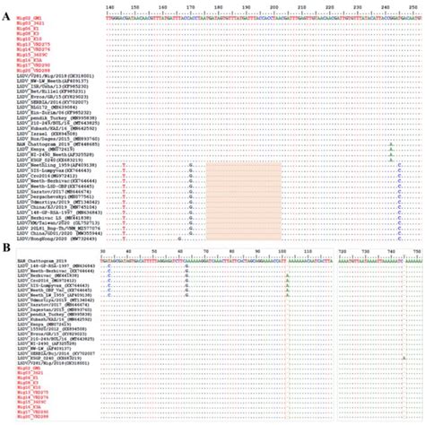 Multiple Sequence Alignment Of The Nucleic Acid Sequence Of The A Eev