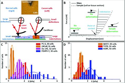 4 A Determination Of Youngs Modulus By Afm For Cell Indentation B