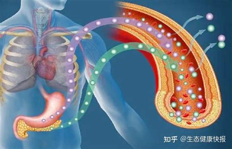 维兰尼健康科普：什么是胰岛素抵抗？ 知乎