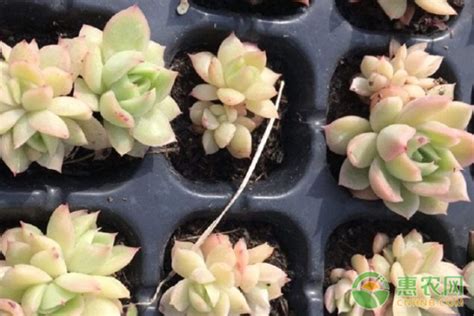 东云十大最漂亮多肉 惠农网
