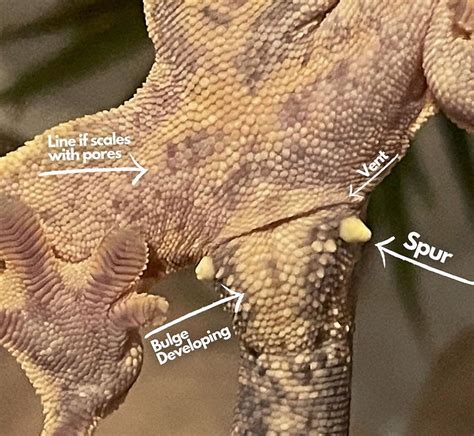 How To Sex A Crested Gecko 4 Proven Methods