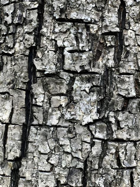 Different Types Of Bark Use It As A Beautiful Background Stock Image Image Of Flooring