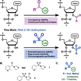 A Schematic Comparison Of Prior Methods Of RNA 2 OH Covalent