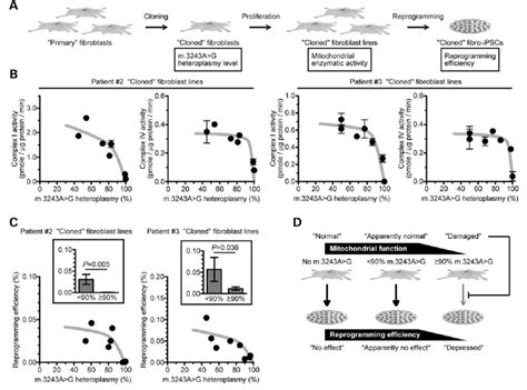 Induced Mitochondrial Respiratory Dysfunction And Depressed Ipsc