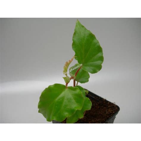 Zimmerpflanze Begonia Tiny Gem Begonie